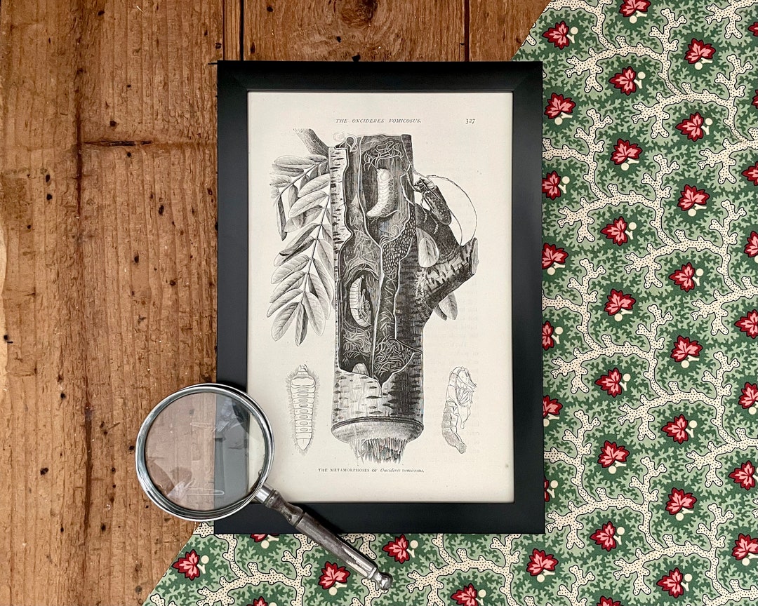 1870 Twig Girdler Beetle! Framed or Print Only! B & W Insect Engraving ...