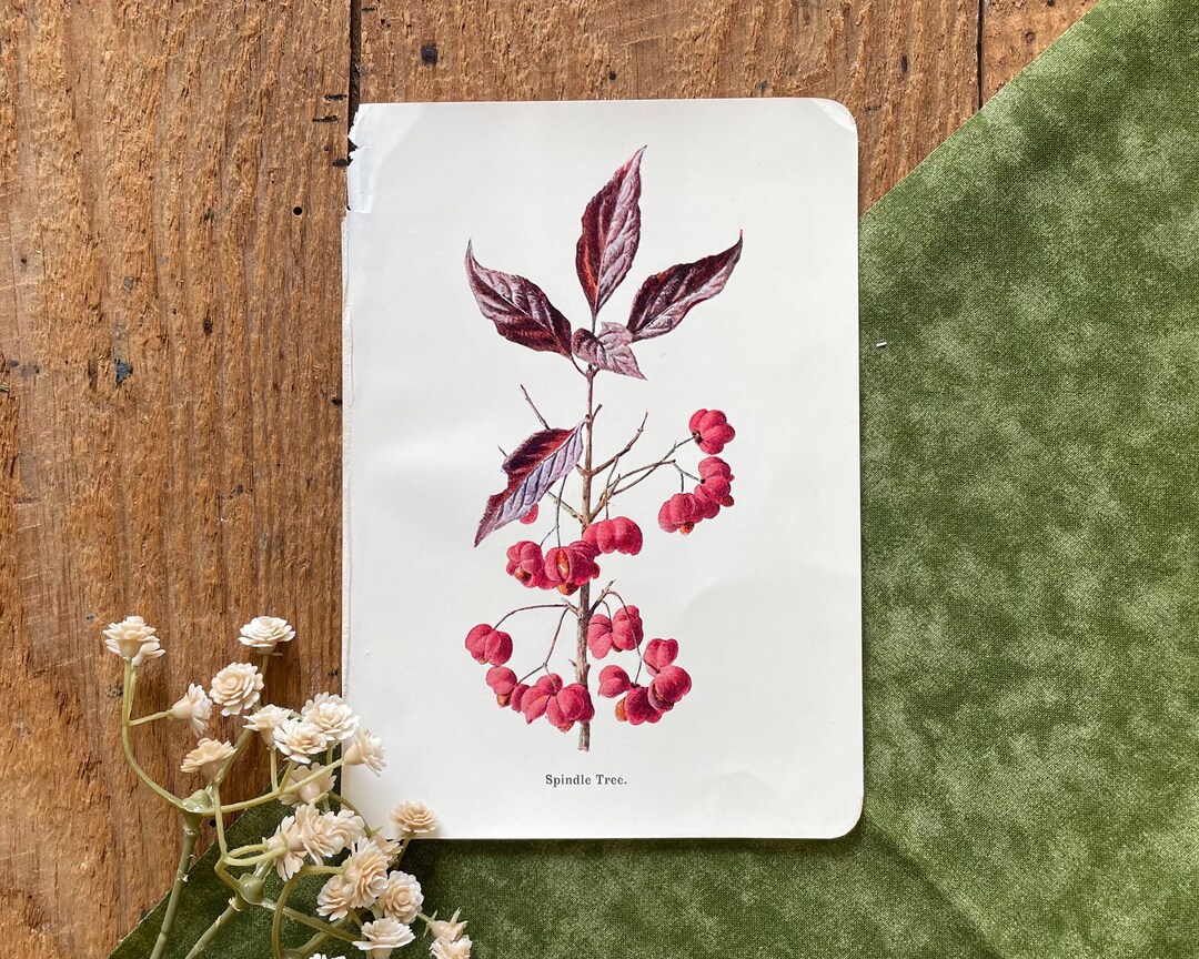 1907 Spindle Tree Botanical Print! Wild Fruits of the Countryside ...