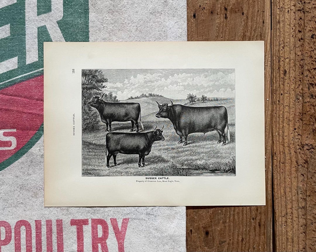 1888 Sussex Cattle Print! Original Illustration! Antique Framable Cow ...