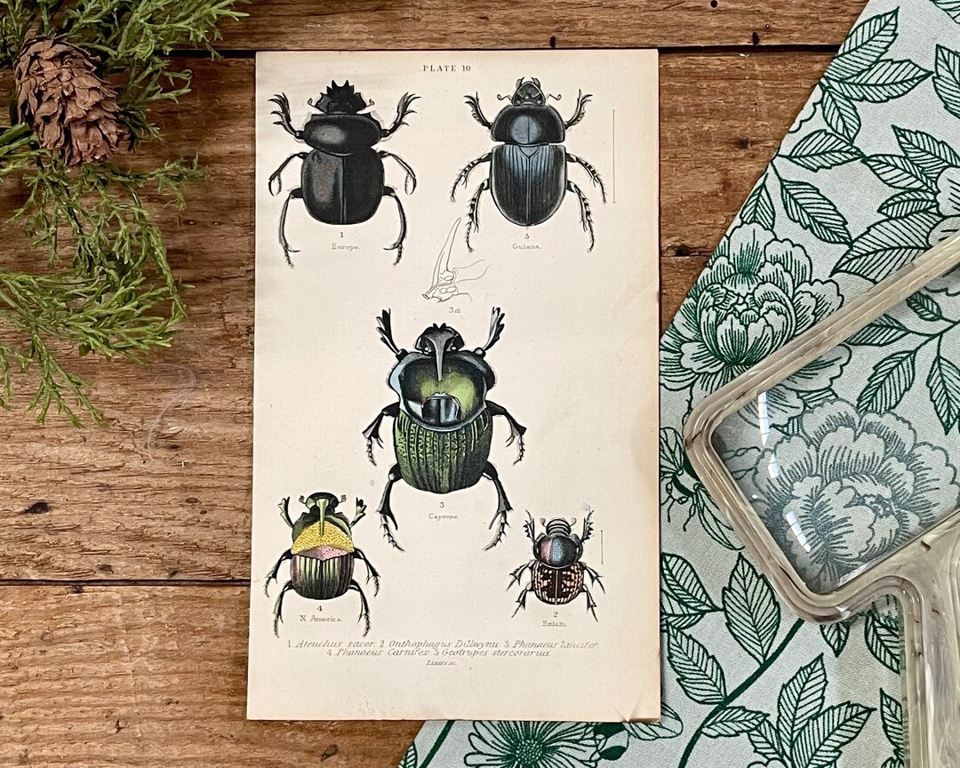 1858 Scarab Beetles Color Lithograph Print! Naturalist Library! Nature ...