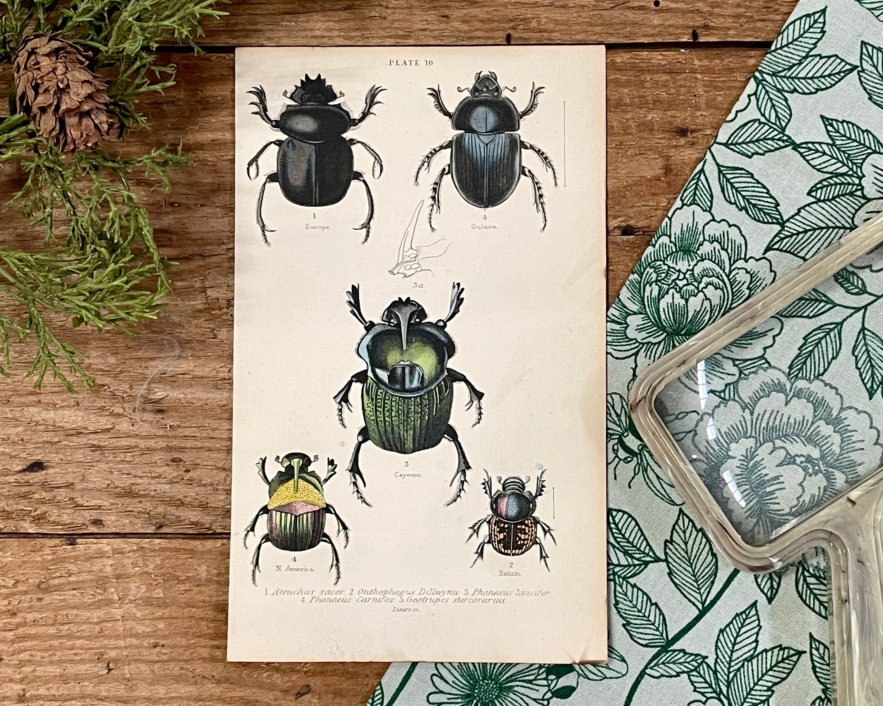 1858 Scarab Beetles Color Lithograph Print Naturalist Library Nature ...
