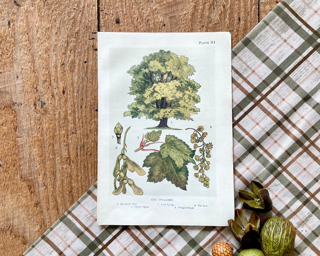 Sycamore Tree! Original 1912 Antique Woody Trees Botanical Print ...