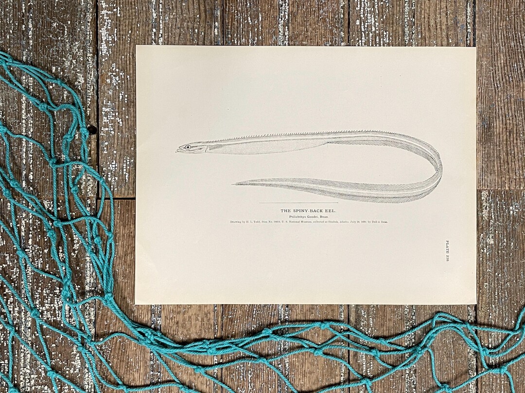 Antique Spiny Back Eel Print: 1884 Black & White Engraving - Etsy