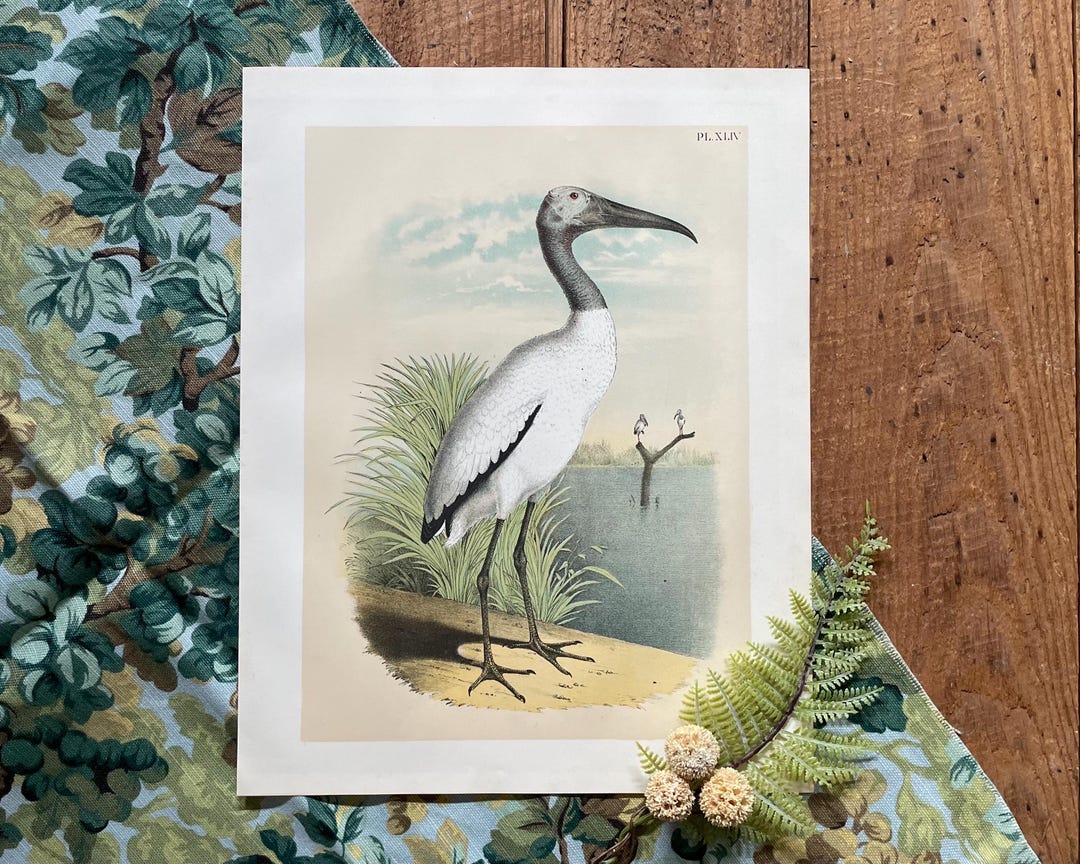 Antique Wood Stork Print: 1888 Color Lithograph Bird Illustration - Etsy