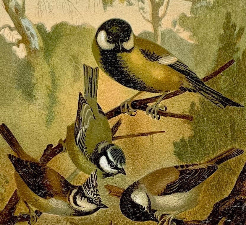 Titmouse Bird Print Original Colored Lithograph Selmar Hess - Etsy