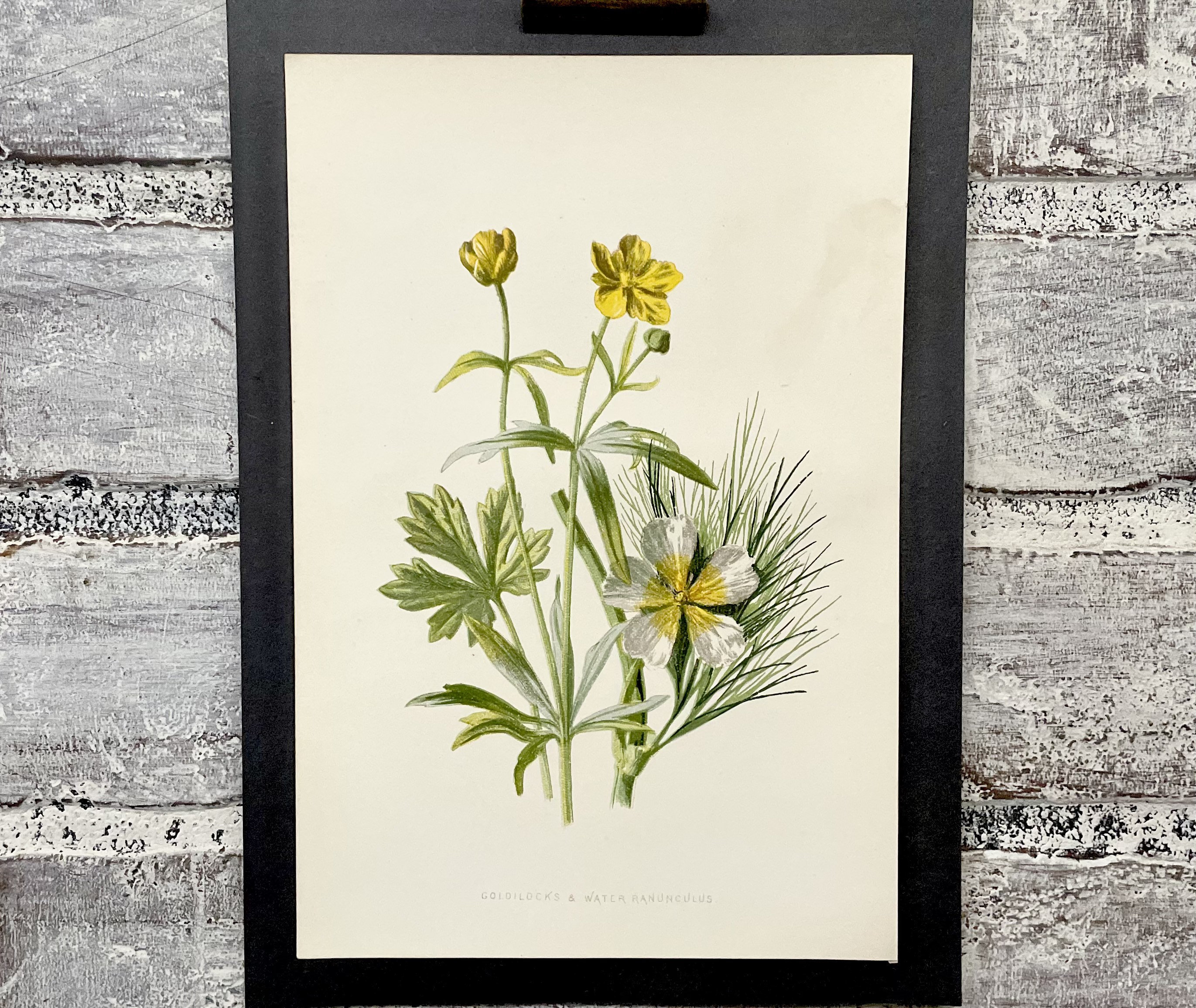 1899 Botanical Print Goldilocks & Water Ranunculus Familiar Wild ...