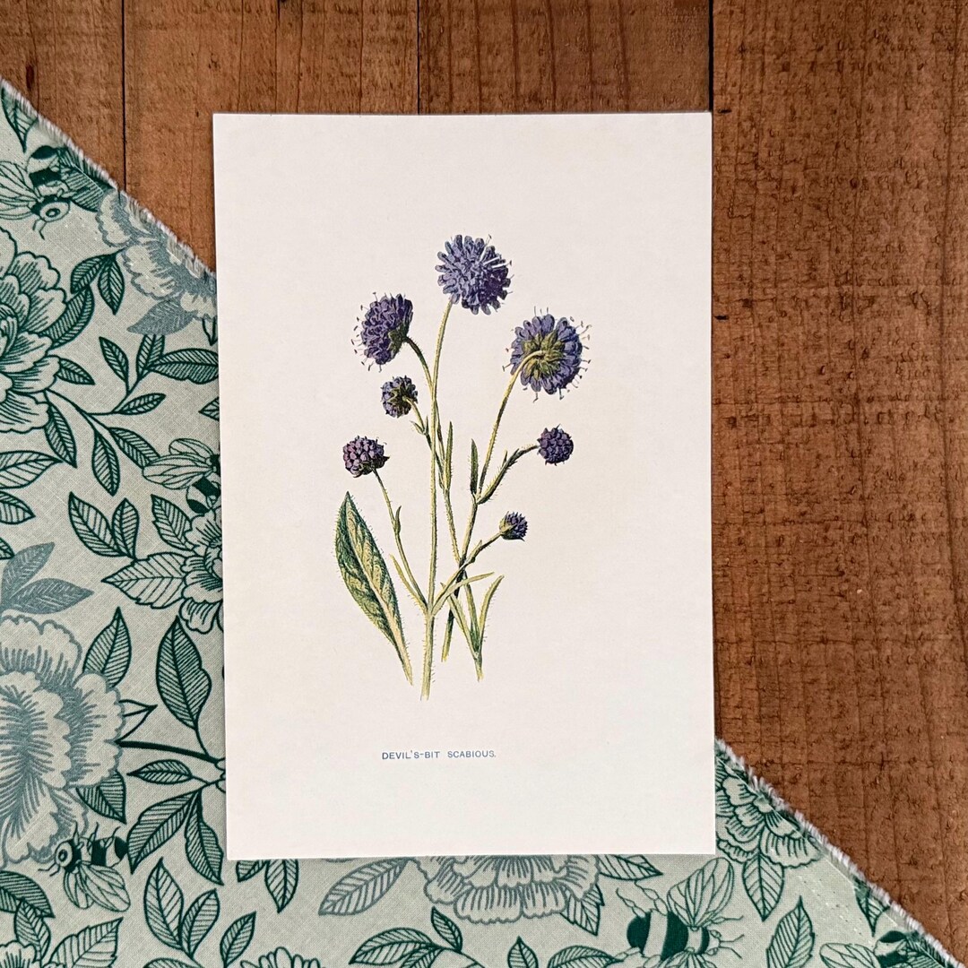 1899 Devil’s Bit Scabious Flower Botanical Print: Antique Purple Floral ...