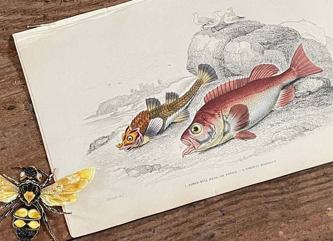 1843 Bullhead & Haddock Print! Antique Hand Colored Coastal Engraving ...