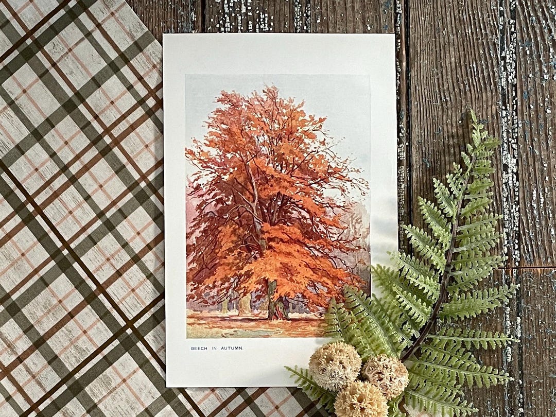 1906 Beech Tree in Autumn! Illustration! Tree Botanical Study Print ...