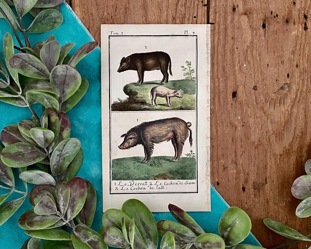 1786 French Boar & Pigs Original Hand Colored Engraving Comte De Buffon ...