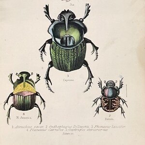 1858 Scarab Beetles Color Lithograph Print! Naturalist Library! Nature ...