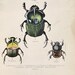 1858 Scarab Beetles Color Lithograph Print Naturalist Library Nature ...