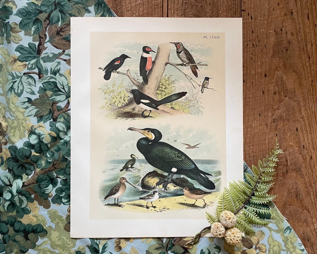 1888 Magpie, Snipe & Hummingbird Print! Original Color Lithograph ...