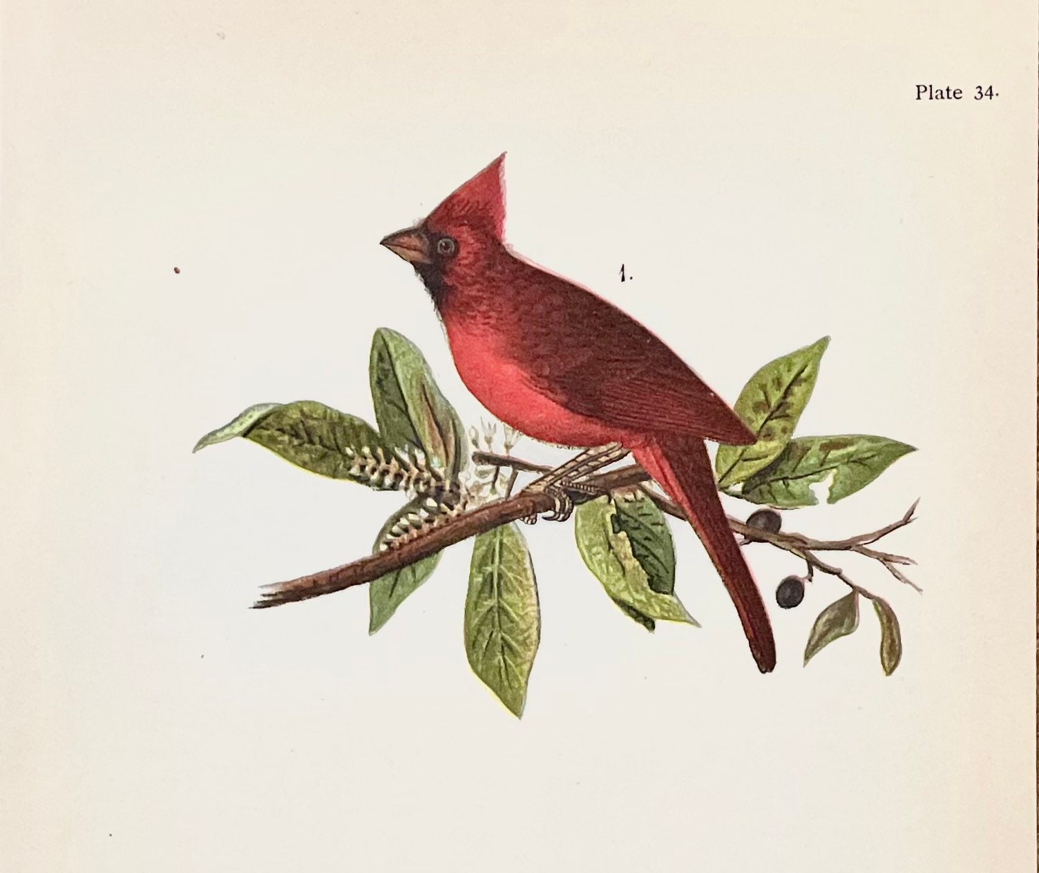 Cardinal Grosbeak Original 1890 Color Lithograph Antique - Etsy