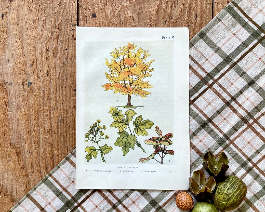 Antique Field Maple Tree Print: 1912 Botanical Lithograph - Etsy