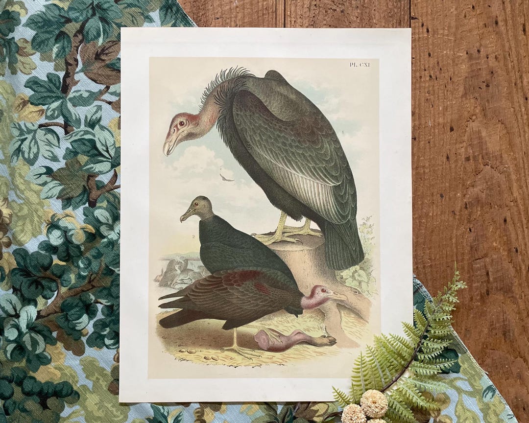 1888 Buzzards, Vulture & Condor Print! Original Color Lithograph ...