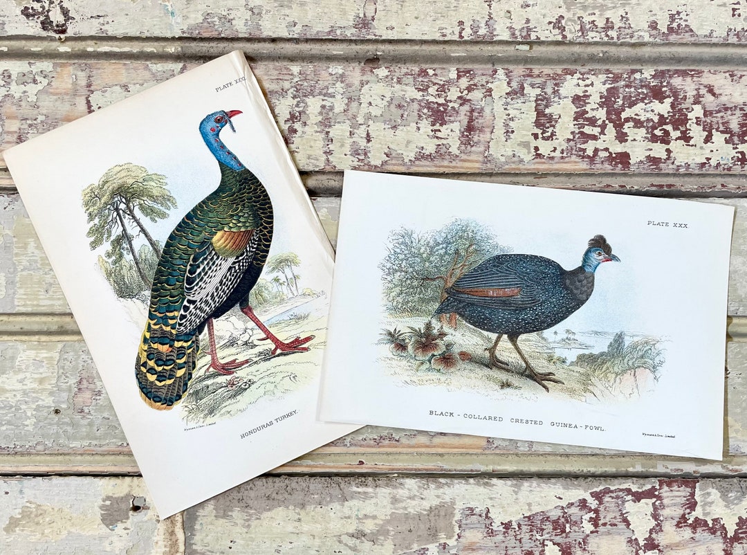 Gallery Wall! Set of 2 Framable Antique Turkey & Guinea Fowl Game Bird ...