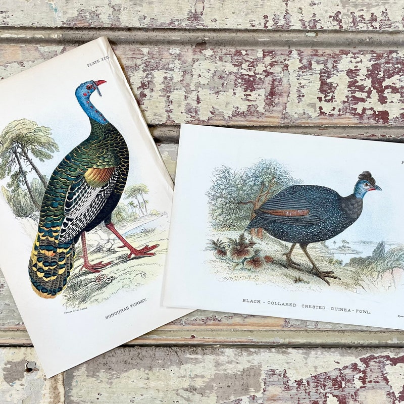 Guinea Fowl Print - Etsy