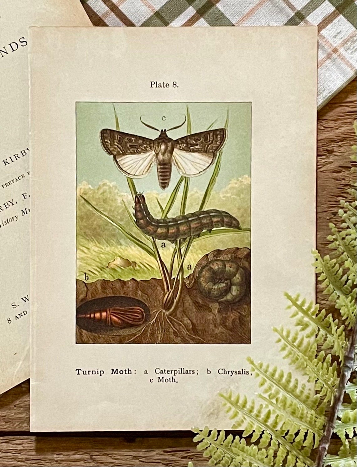 Turnip Moth Life Cycles Nature Print Original Colored - Etsy