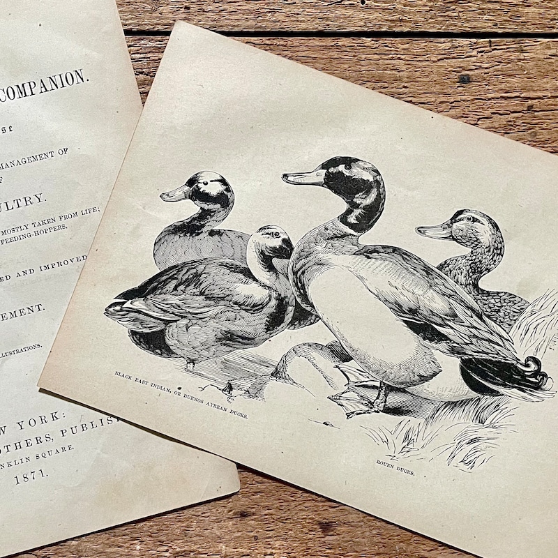 Waterfowl Decor - Etsy