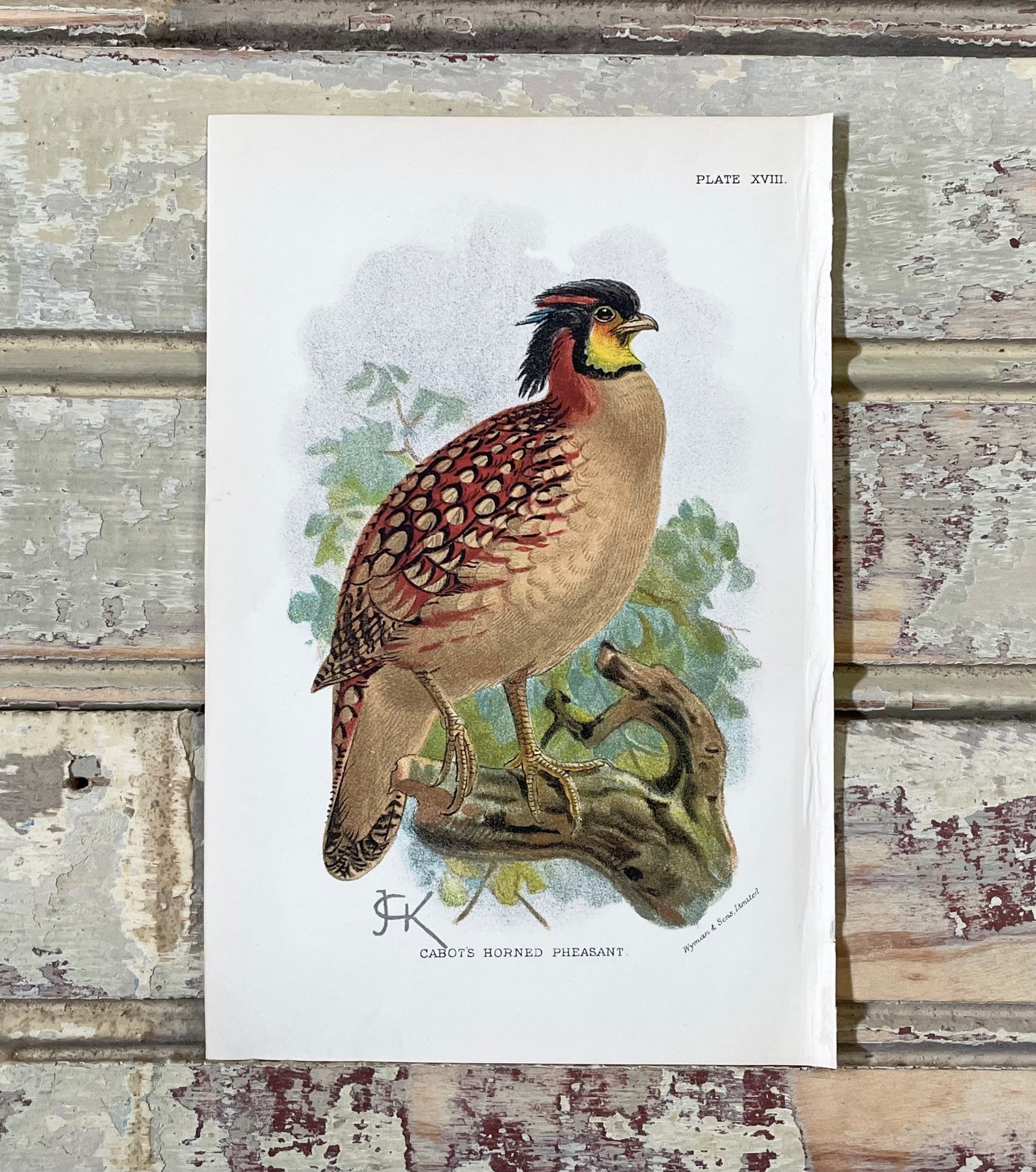 Gallery Wall! Set of 2 Framable Pheasant Game Bird Prints! 1895 ...