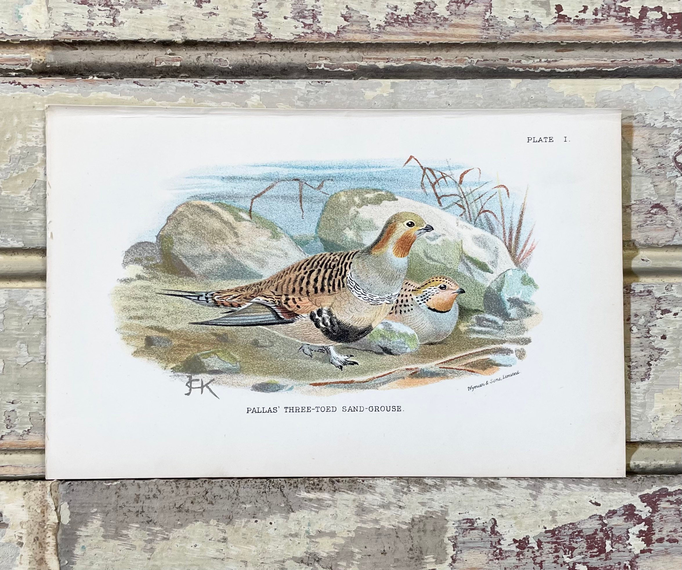 Gallery Wall! Set of 3 Framable Antique Pheasant & Grouse Game Bird ...