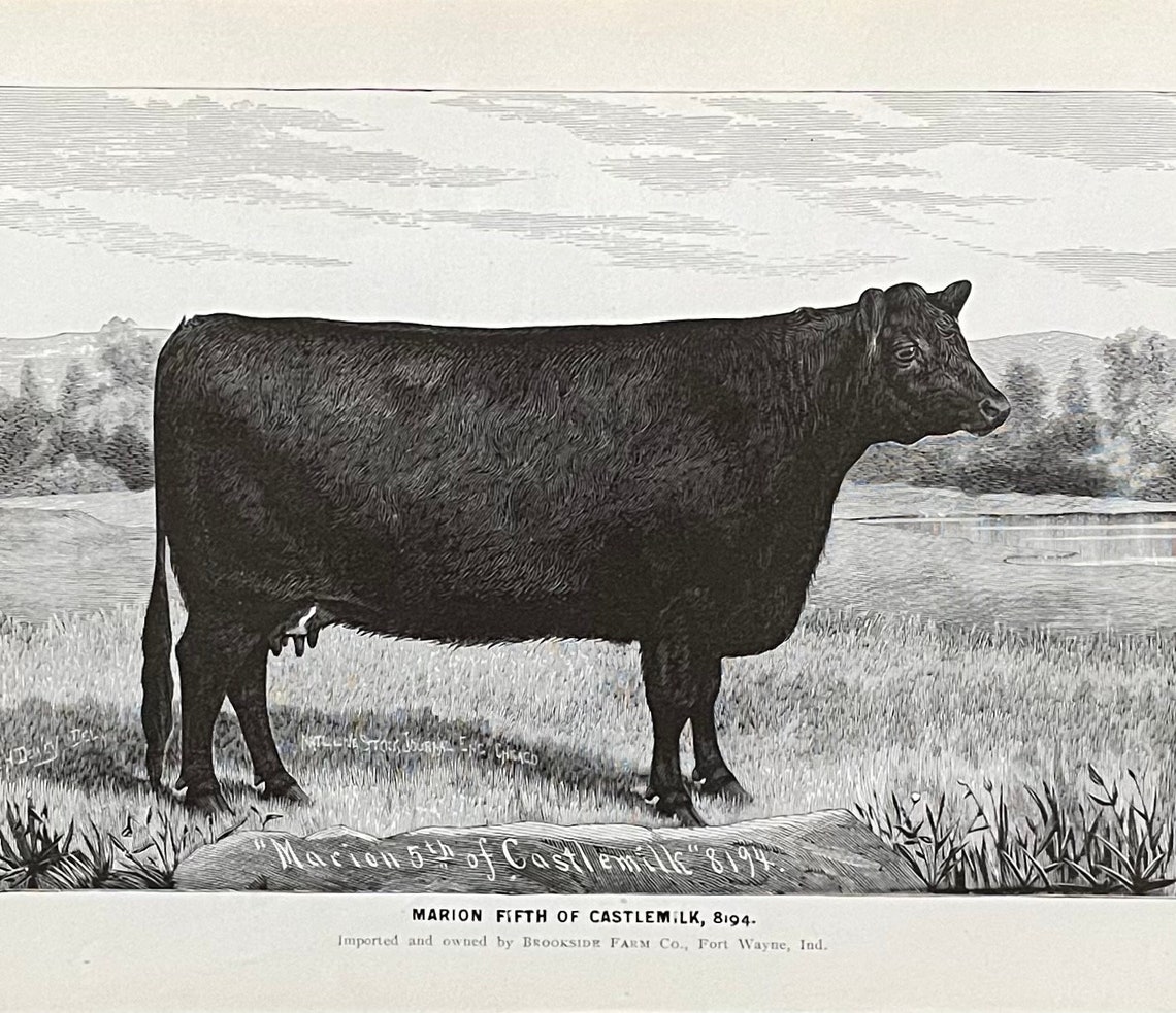 1890s Marion Fifth of Castlemilk Original Framable Print Book ...