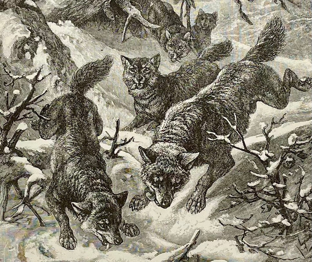 Wolf Print! Original Black & White Engraving! Selmar Hess! 1898 Animate ...