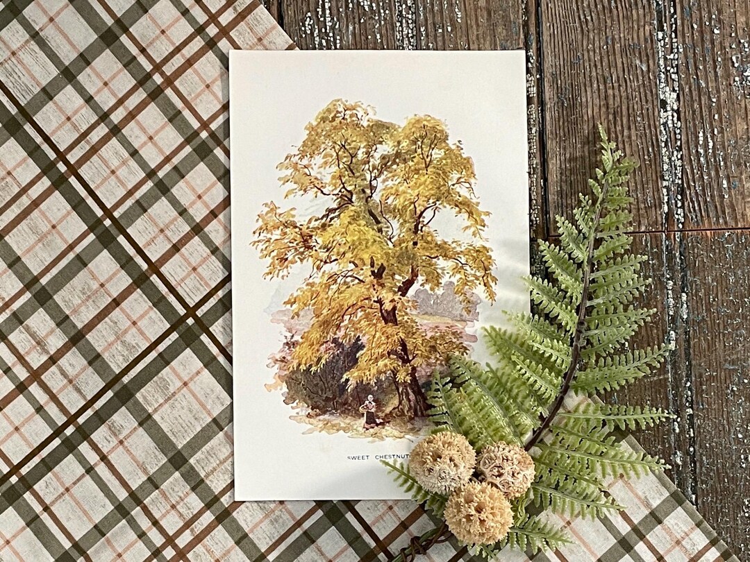 1906 Sweet Chestnut Tree Illustration! Tree Botanical Study Print ...