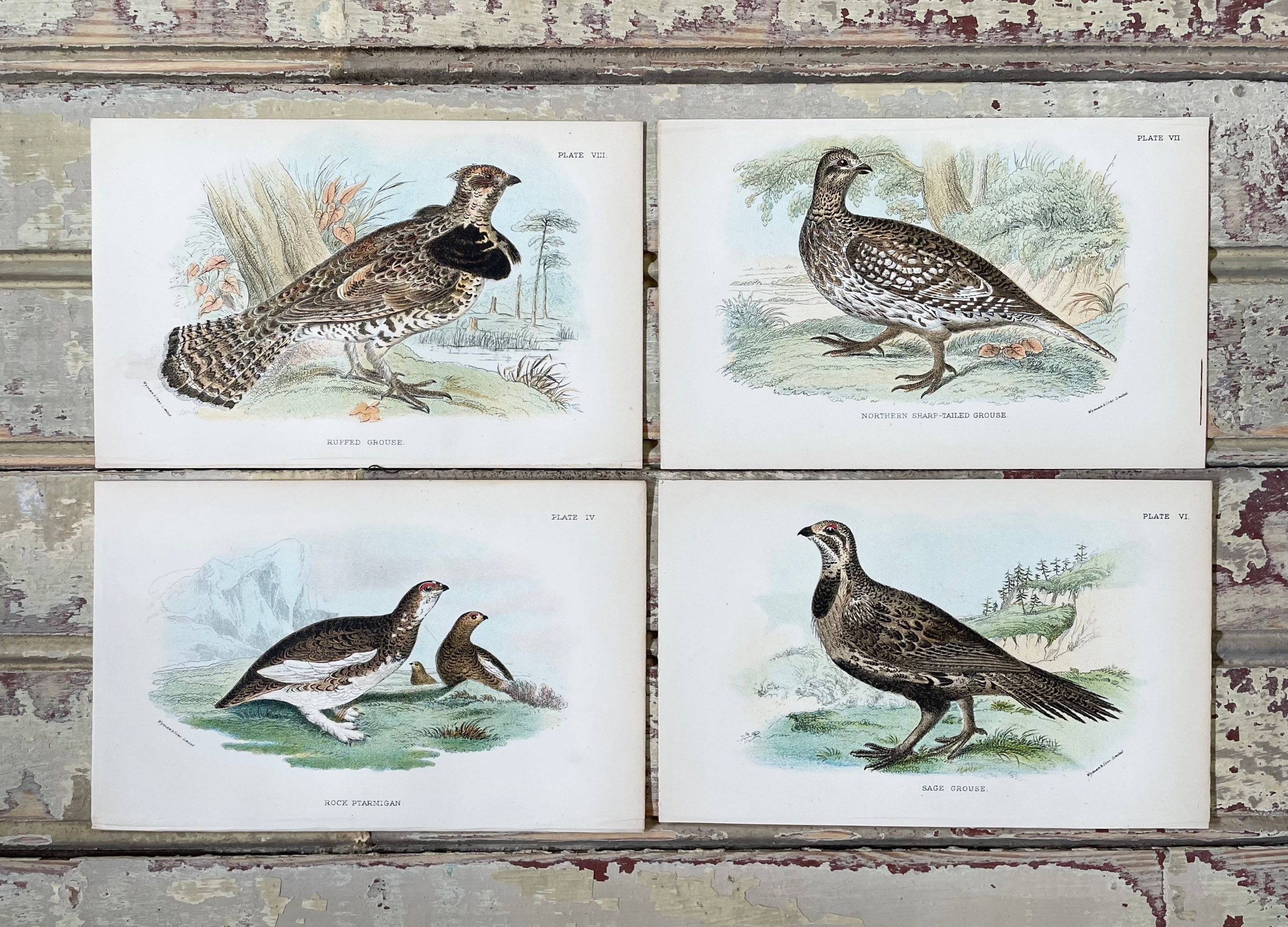 Gallery Wall! Set of 4 Framable Antique Grouse Prints! 1895 Original ...