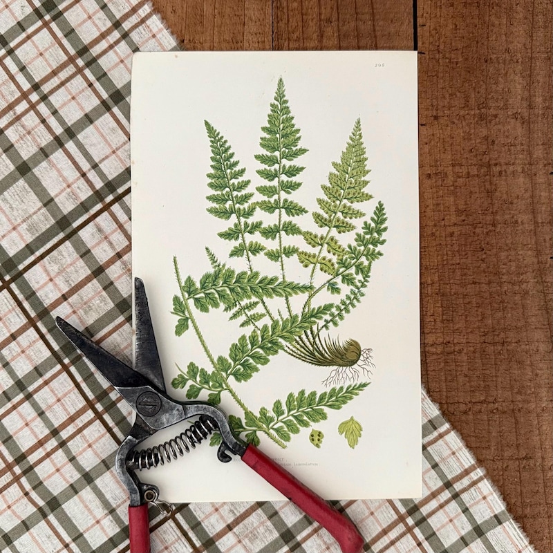Botanical Fern Book Plate - Etsy