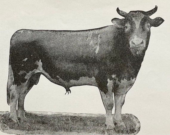 Toro De Guernsey Guernsey Man With Medical Condition 'denied Use Of