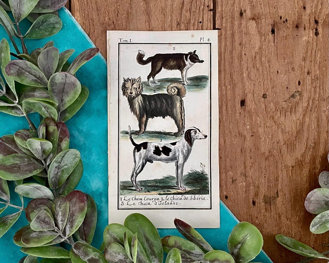 1786 Icelandic & Siberian Dog Breed Print! Hand Colored Engraving ...