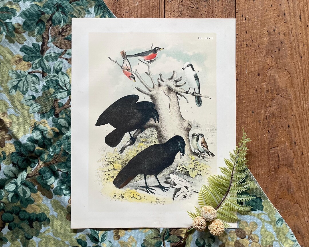 1888 Antique Bird Print: Robin, Raven & Crow Lithograph - Etsy