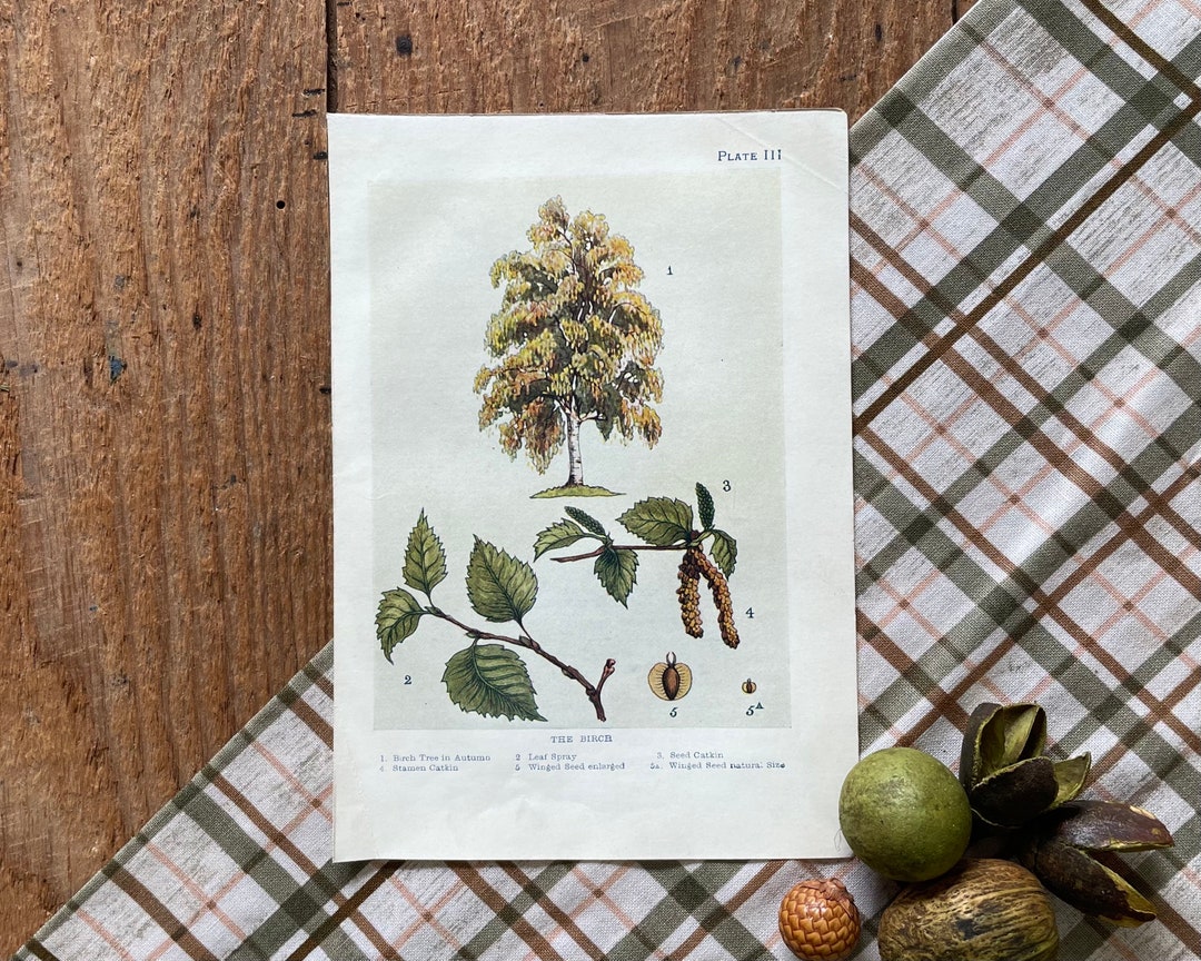 Birch Tree Original 1912 Antique Woody Trees Botanical Print Framable ...
