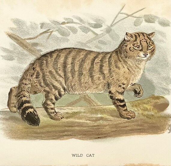 How To Draw A Wild Cat