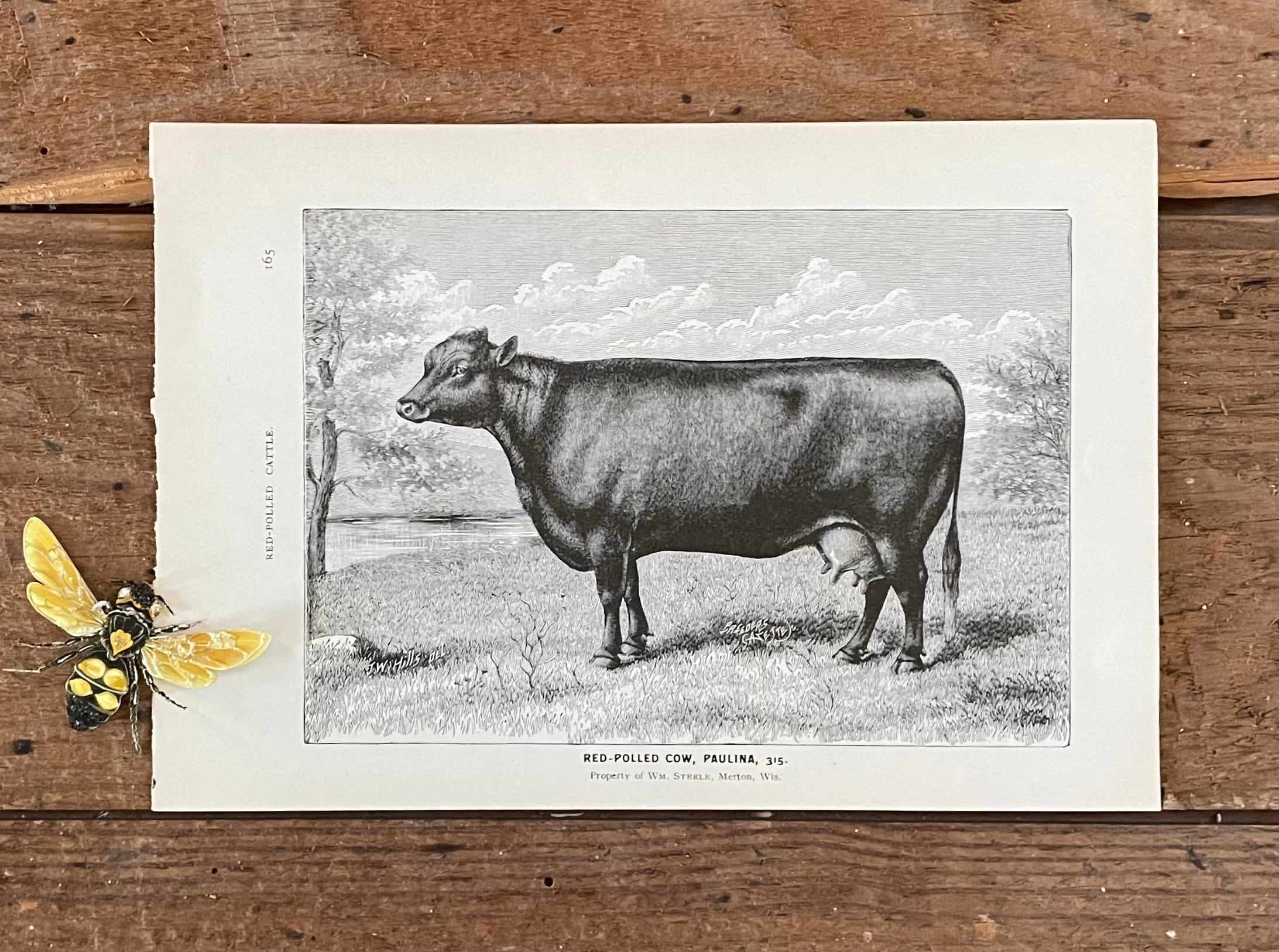 Antique Cow Print: 1890s Farm Animal Illustration - Etsy