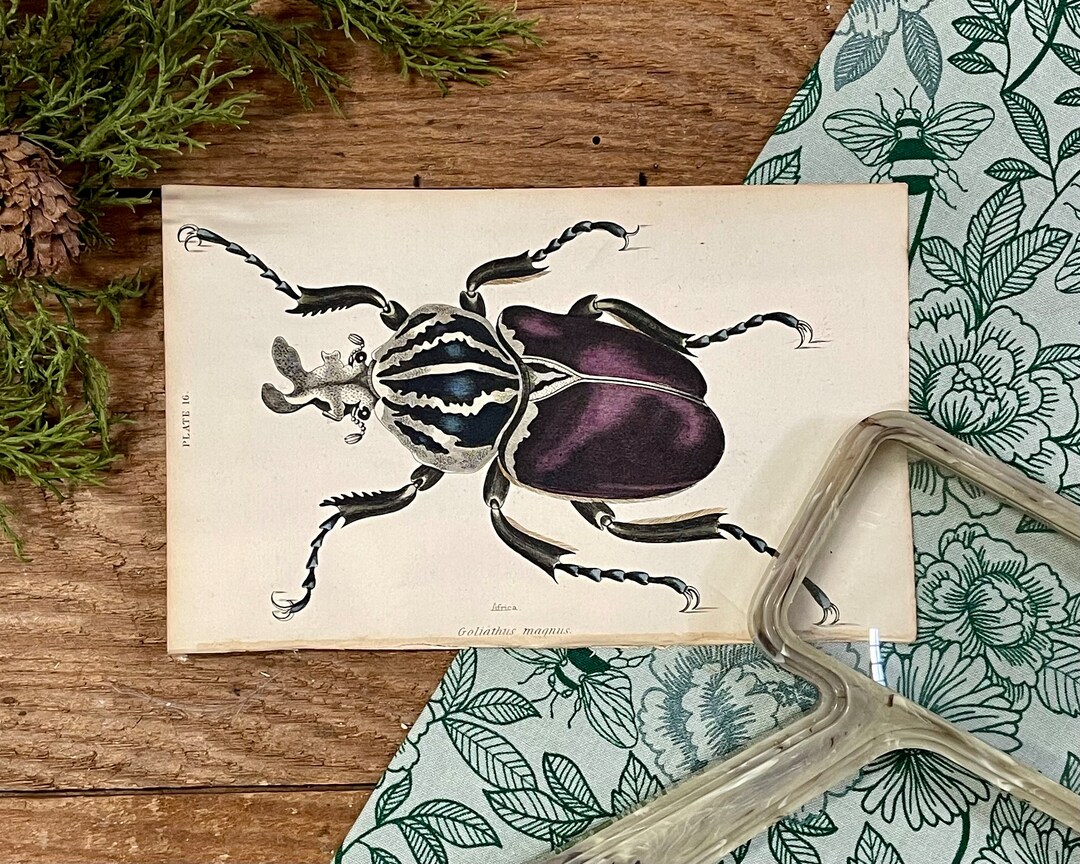 1858 Large Scarab Beetle Color Litho Print Naturalist Library Nature ...