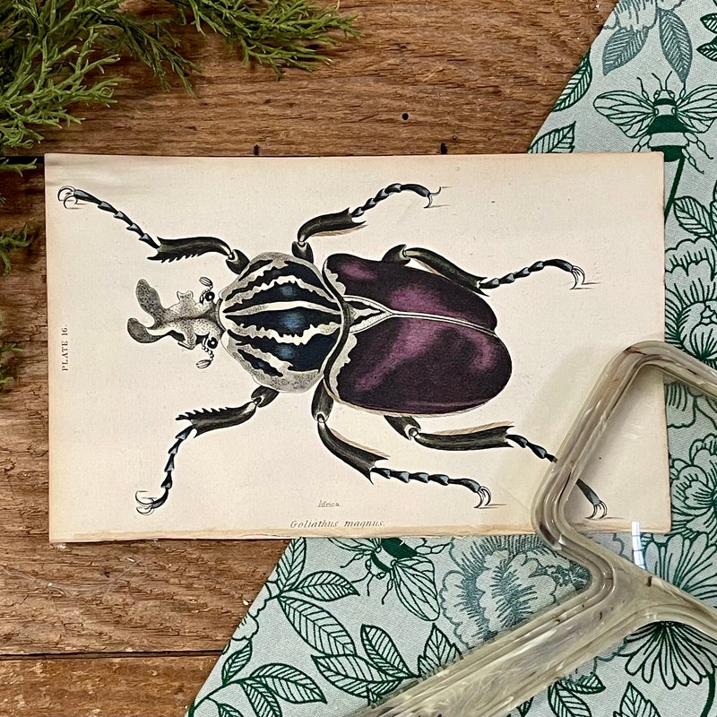 Framed Insects - Etsy