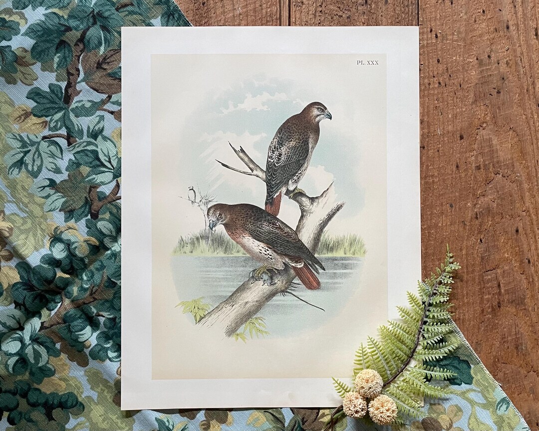 1888 Red Tailed Hawk Print Original Color Lithograph Antique Bird Print ...