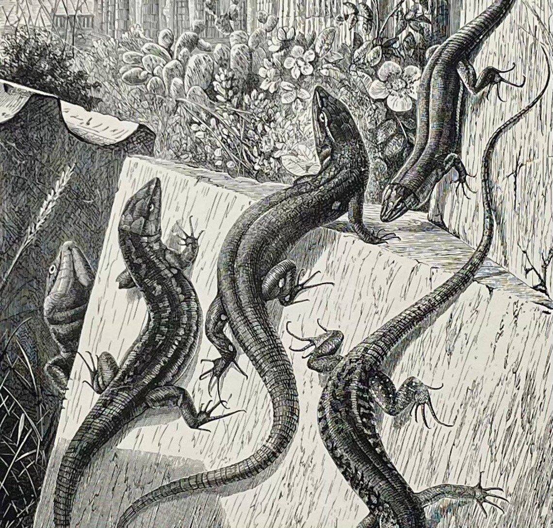 Antique Ophiops Lizard Engraving: Selmar Hess, 1898 Reptile Print - Etsy