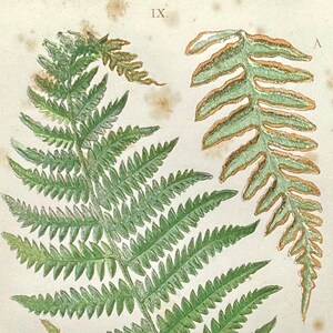 1863 Eagle Fern, Pteris Aquilina! British Ferns Allies by Thomas Moore ...