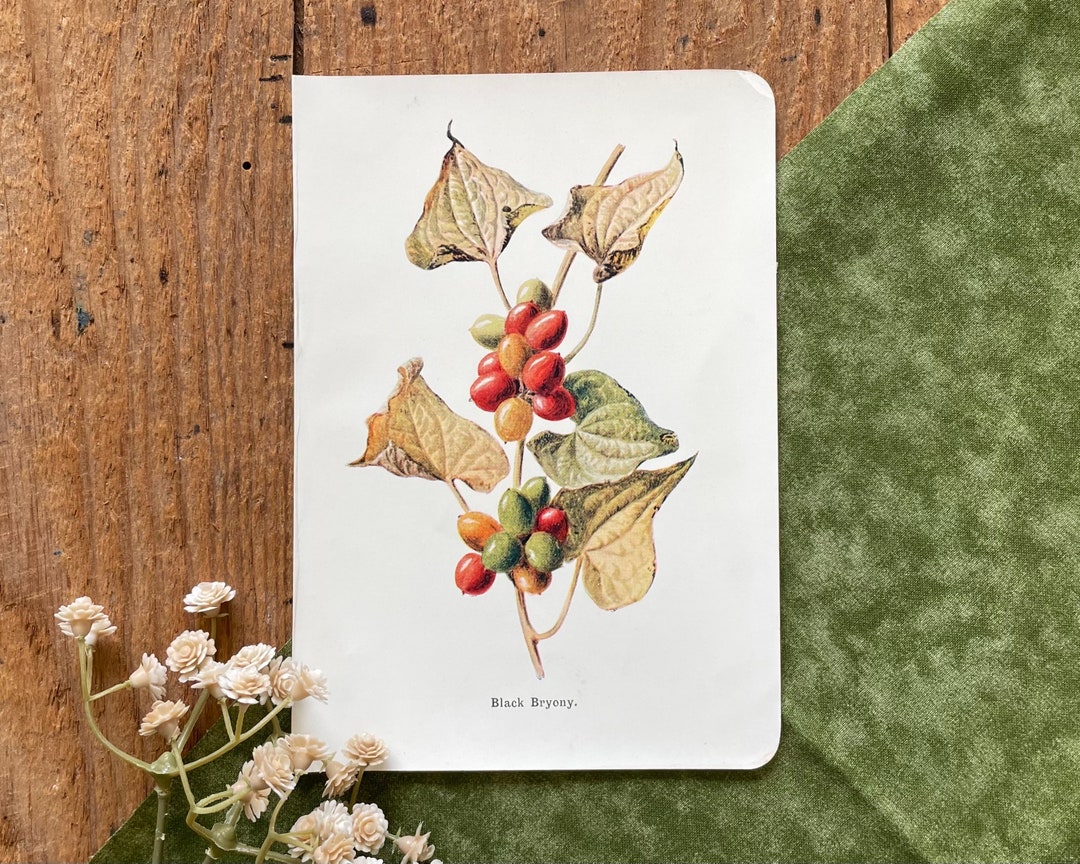 Black Bryony Tree Original 1907 Antique Botanical Print Wild Fruits of ...