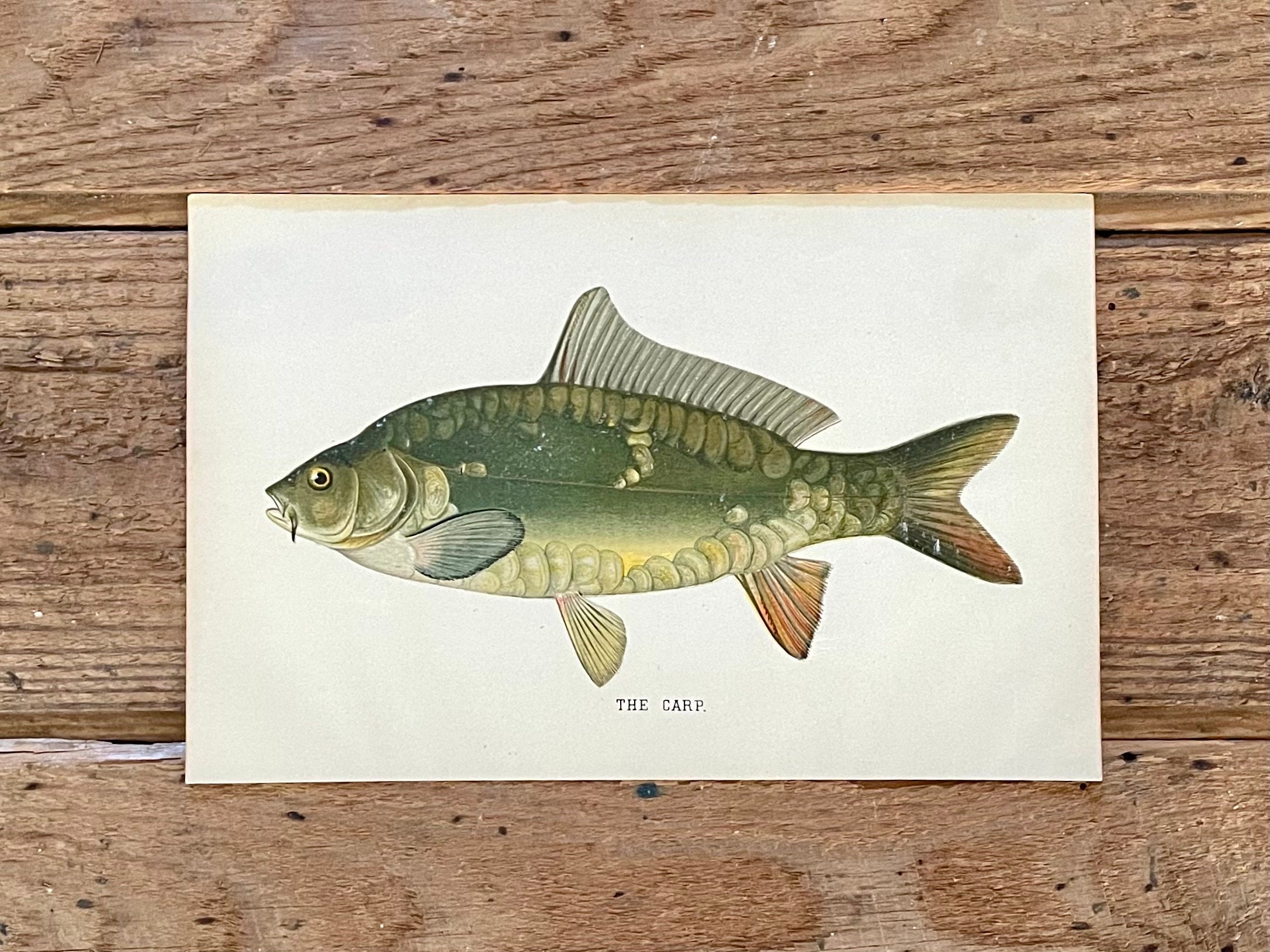 1892 Denton Carp Print Original Chromolithograph PA Report of the State ...