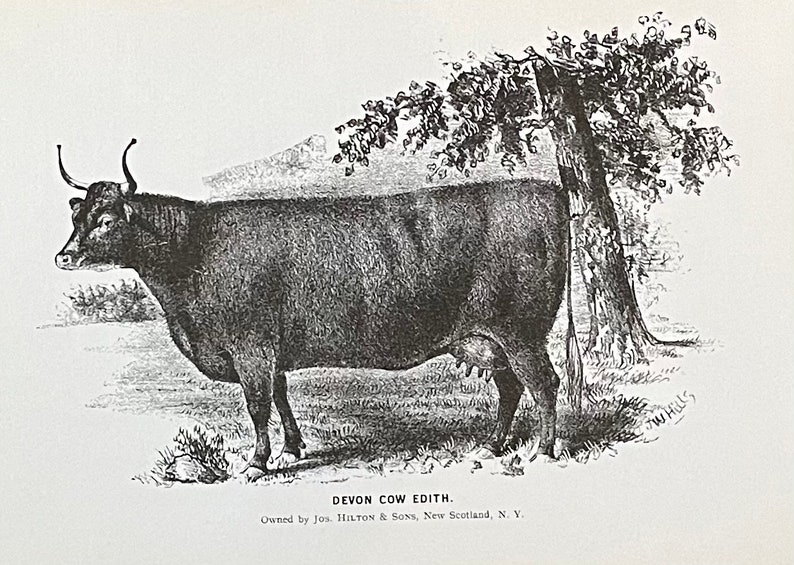 Antique Cow Print: 1890s Devon Cattle Illustration, Farmhouse Decor - Etsy