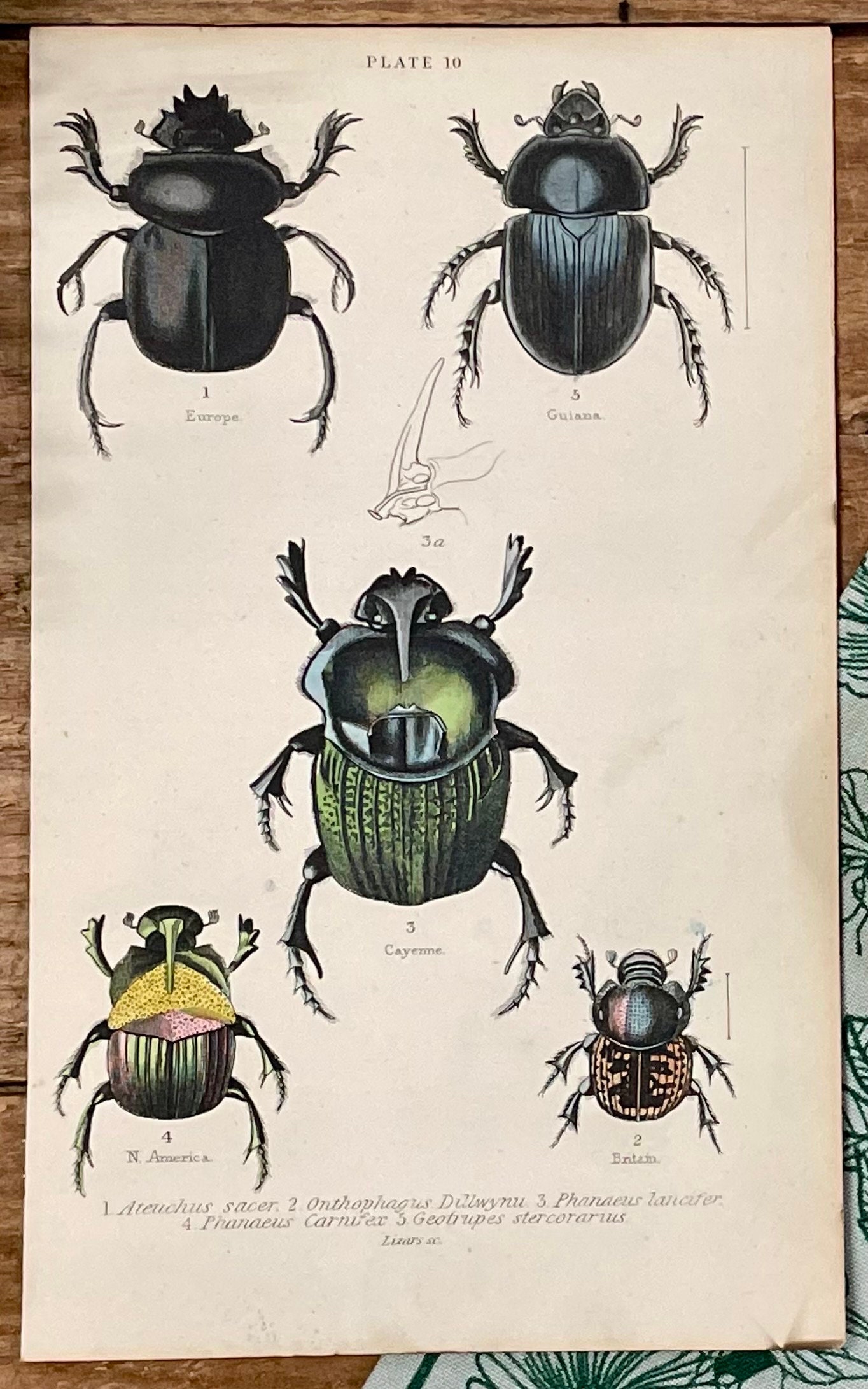 1858 Scarab Beetles Color Lithograph Print Naturalist Library Nature ...