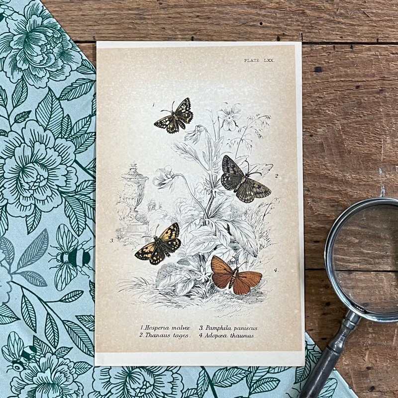 Butterfly Lithograph - Etsy