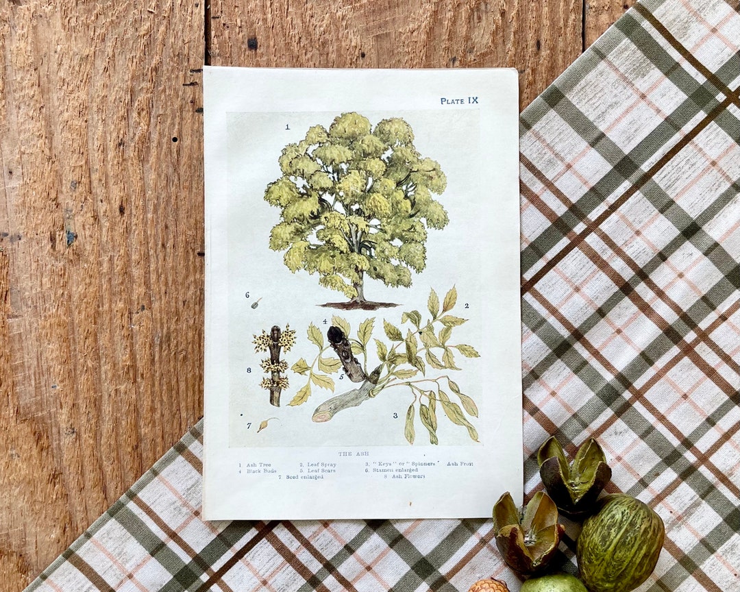Ash Tree Original 1912 Antique Woody Trees Botanical Print Framable ...