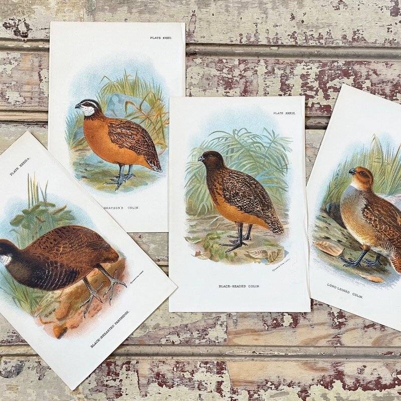 Bird Print - Etsy