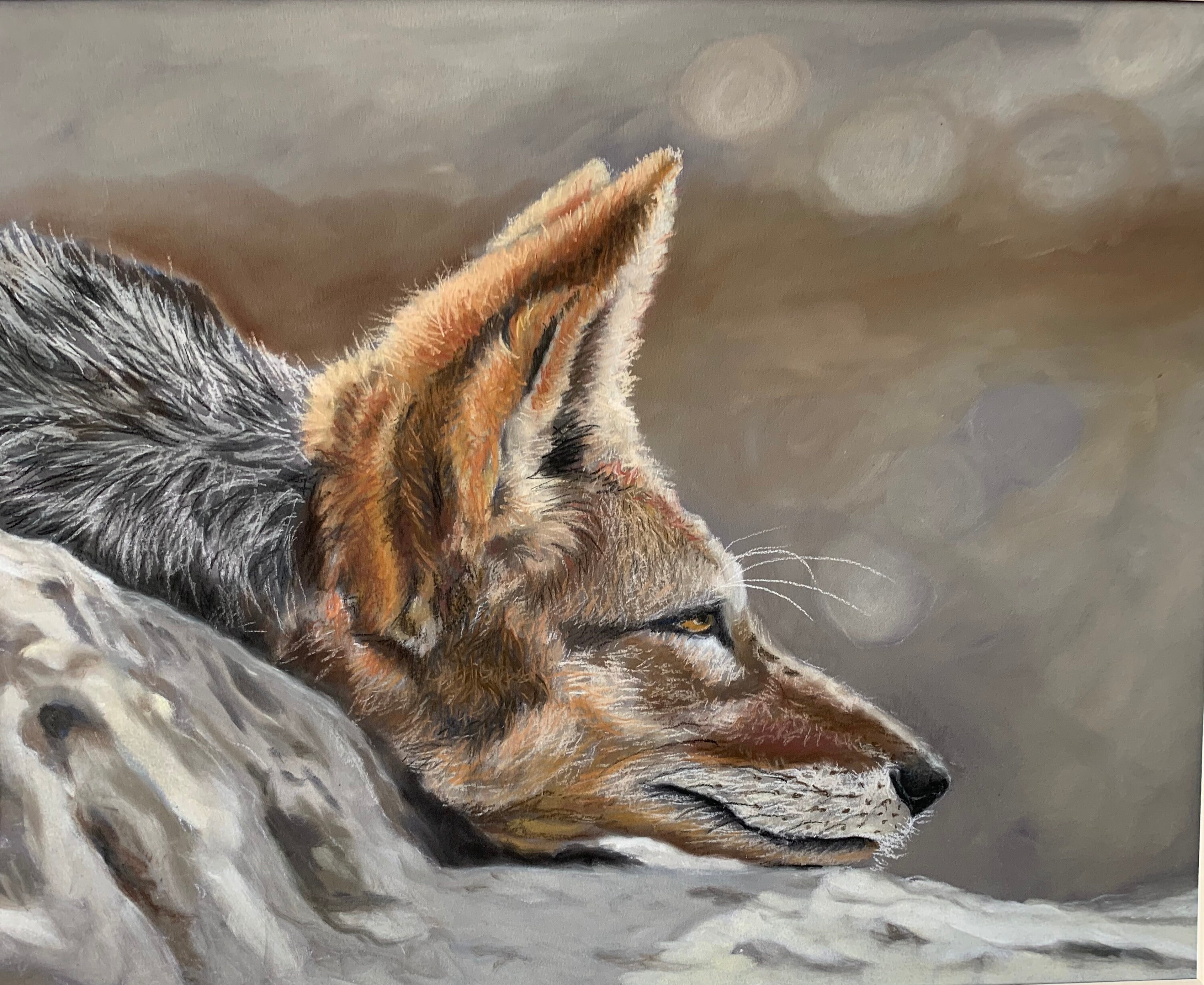 Black Backed Jackal Archival Print From Original Drawing by Seller - Etsy